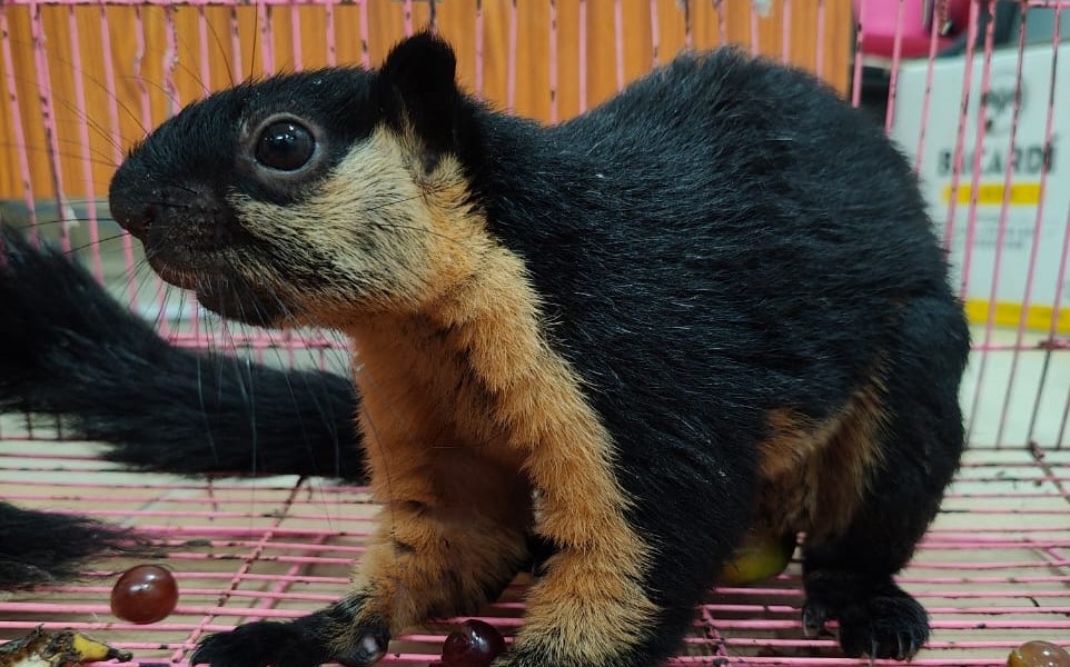 Squirrel smuggling: Trichy customs seize giant squirrels hidden in M ...