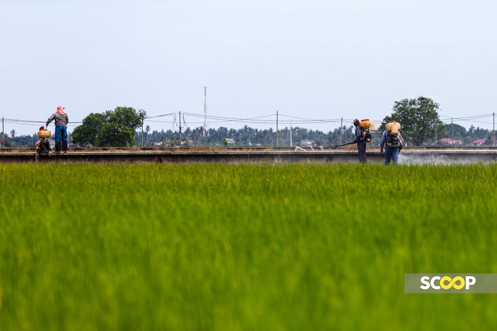 Bernas yet to pay RM25 mil for 2021 social obligation fund: PAC report ...