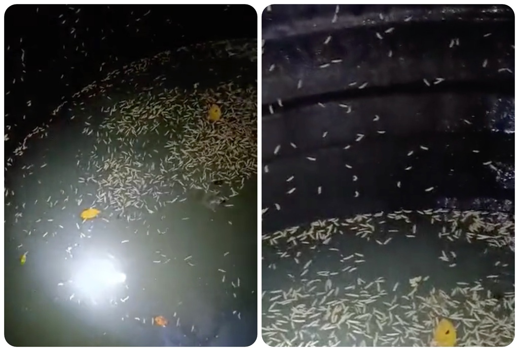 UMS confirms maggot infested water tank at student campus after viral ...