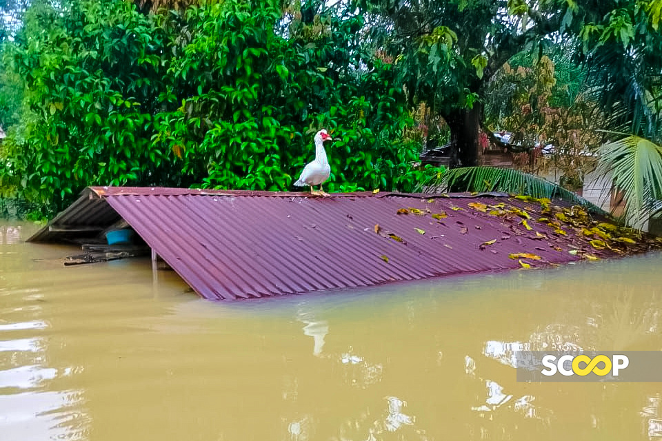 Sg Golok flood mitigation project: a gain for some, loss for others | Scoop