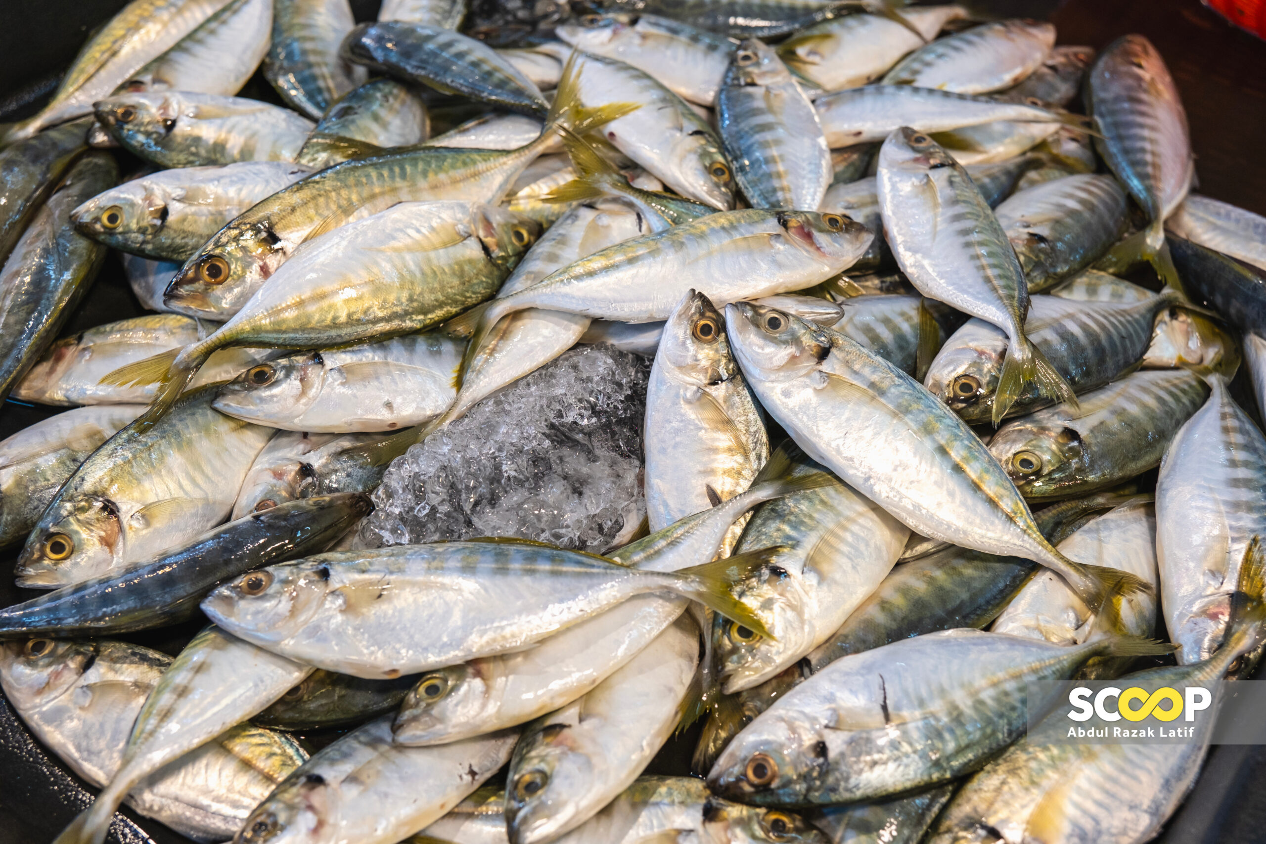 Who’s taking over? Sabah fishermen rue high costs keeping youth from ...