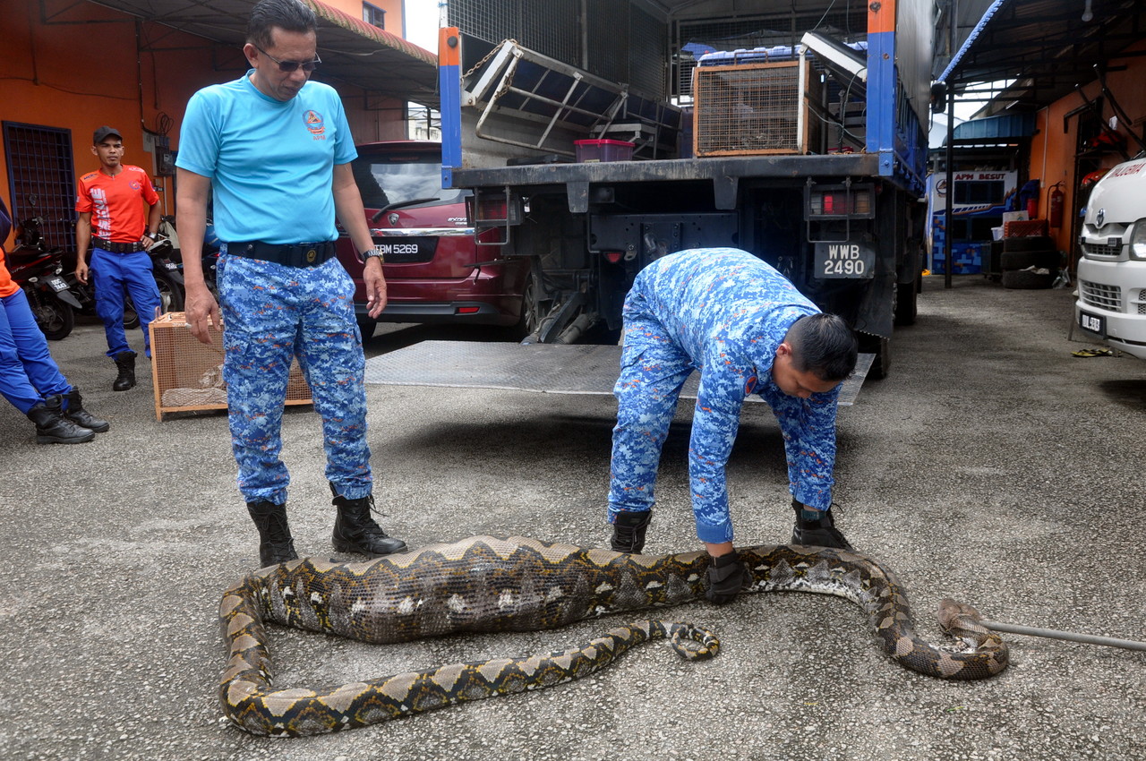 Goat-bloated giant batik python caught in Permaisuri farm to be ...
