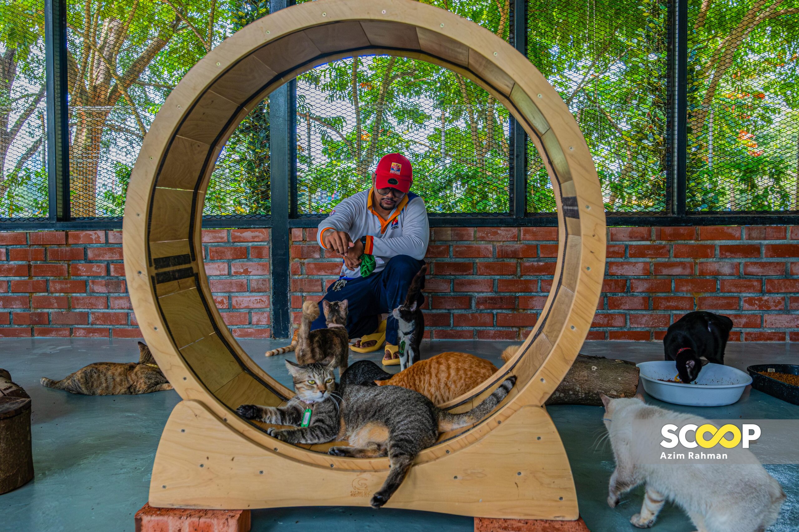 Photo of the day: Caring for the feline community of Cyberjaya | Scoop