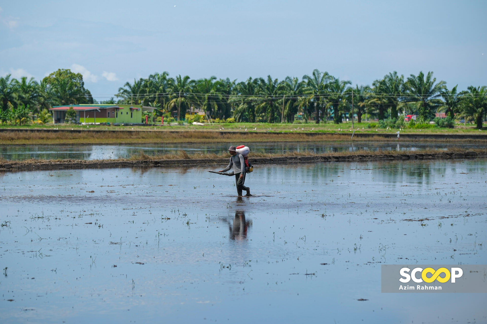 Boosting rice production: expand gazetted land for rice cultivation ...