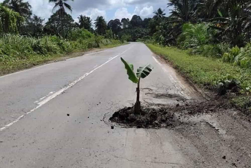 Stop 'planting' trees in potholes, urges Sabah DCM | Scoop