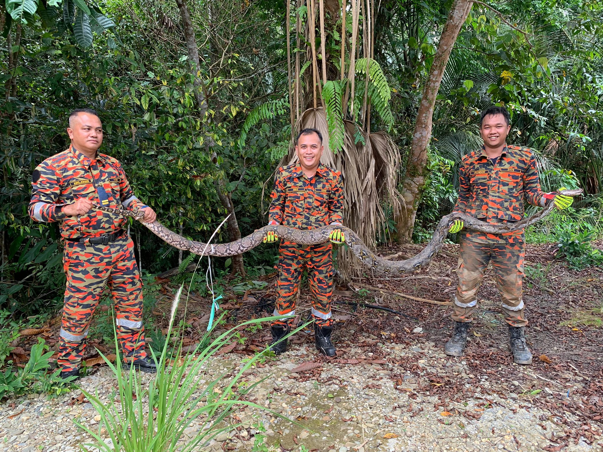 12-foot python weighing 20kg caught hiding under house | Scoop