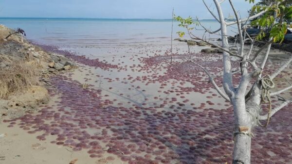 Rising sea temperature a cause behind jellyfish ‘invasion’ of Kuala ...