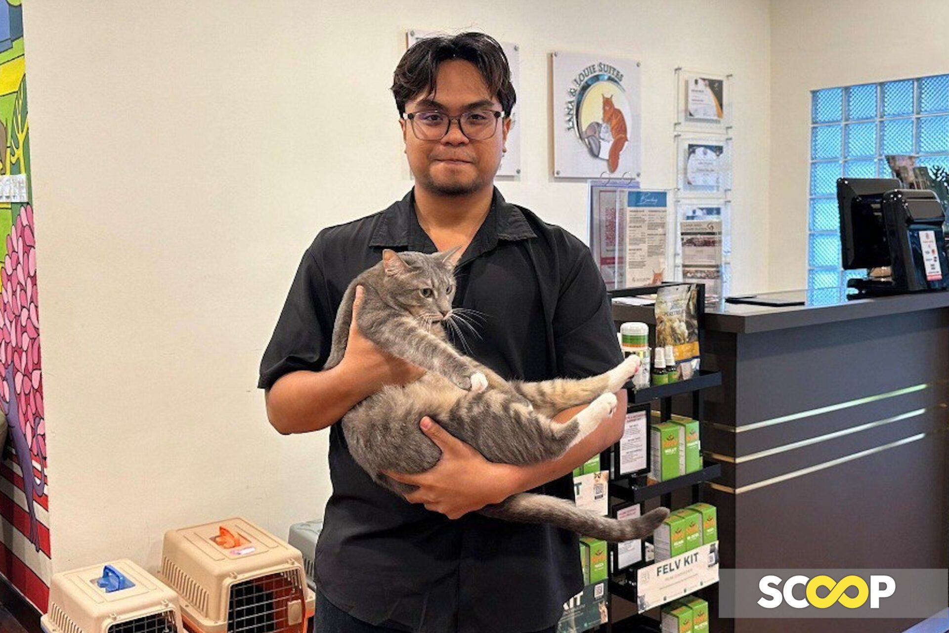 Paw-sitively busy: cat boarding facilities filled to the brim this ...