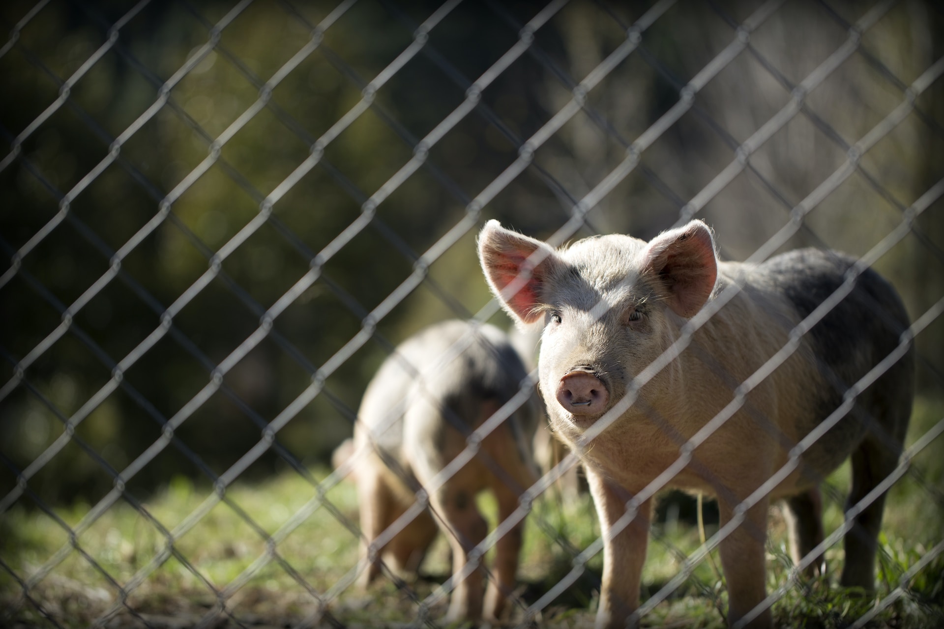No reports of anthrax in Malaysia, says Department of Veterinary ...
