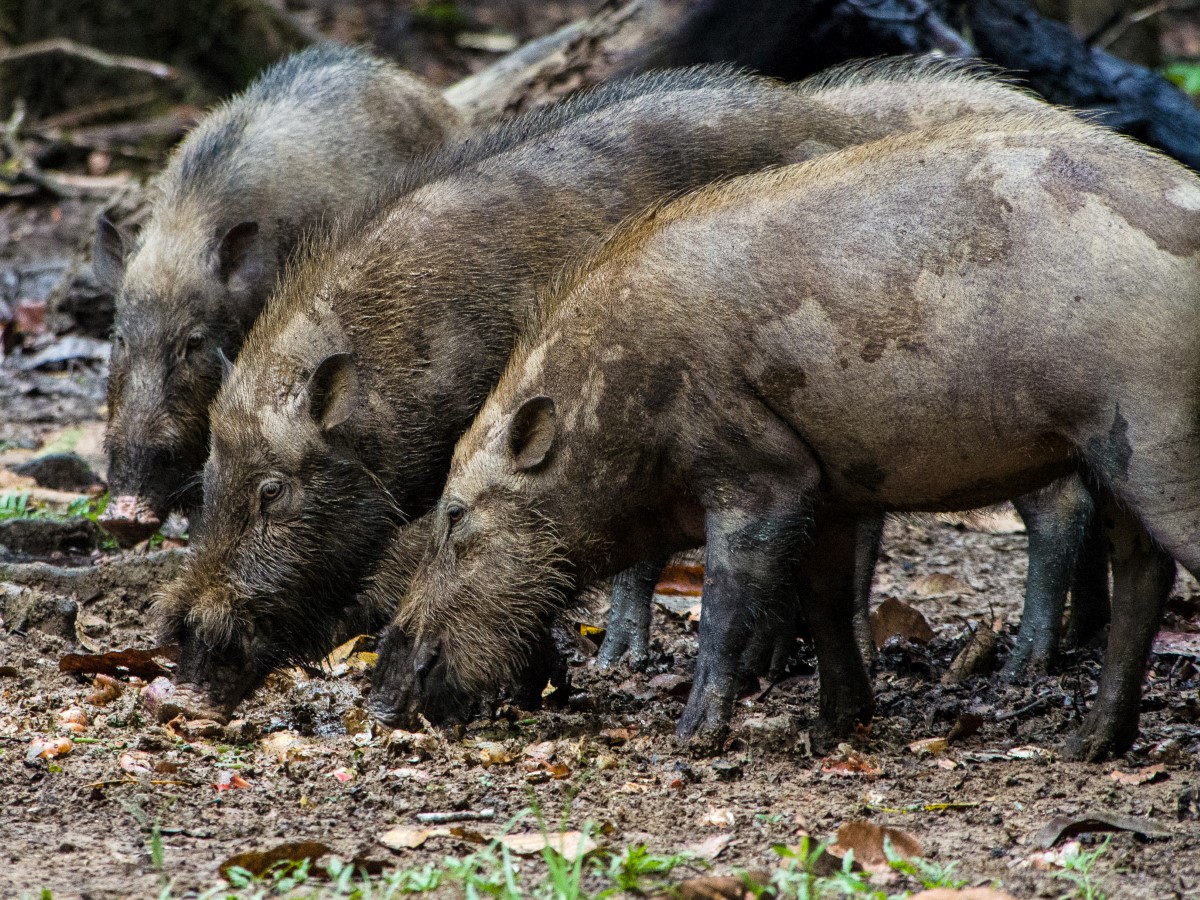 Hunting ban stays as Sabah wild boar numbers yet to recover from ASF outbreak | Scoop