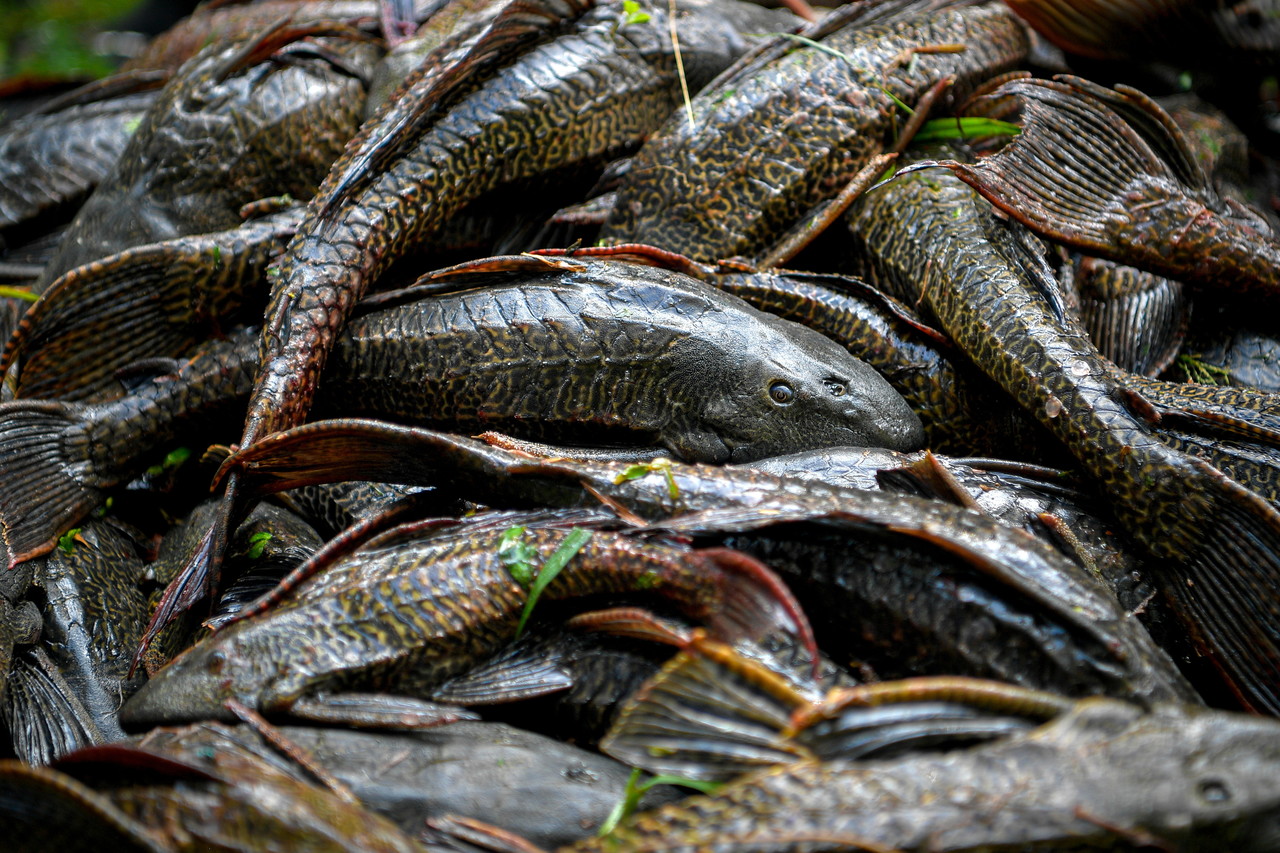 Fisheries DG fires extinction warning as foreign fish dominate Klang ...