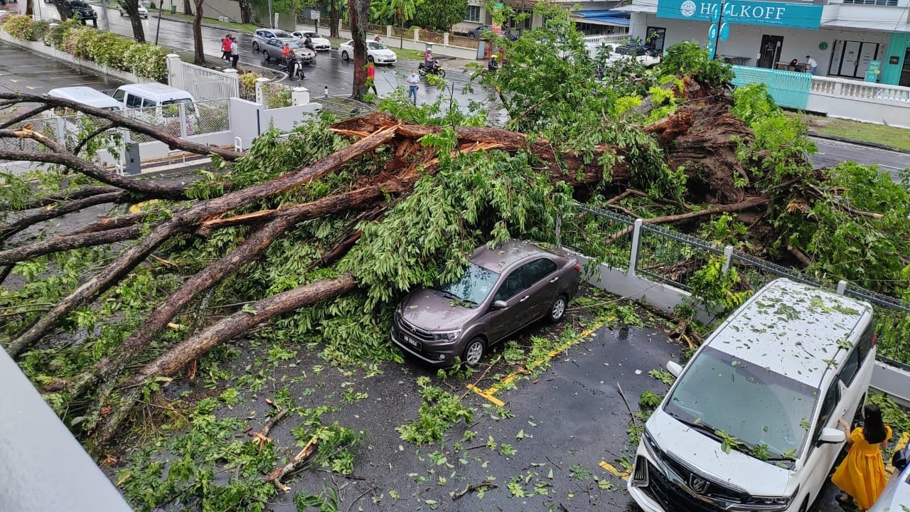 Hujan lebat, angin kuat akibatkan pokok tumbang hempap 5 kereta | Scoop