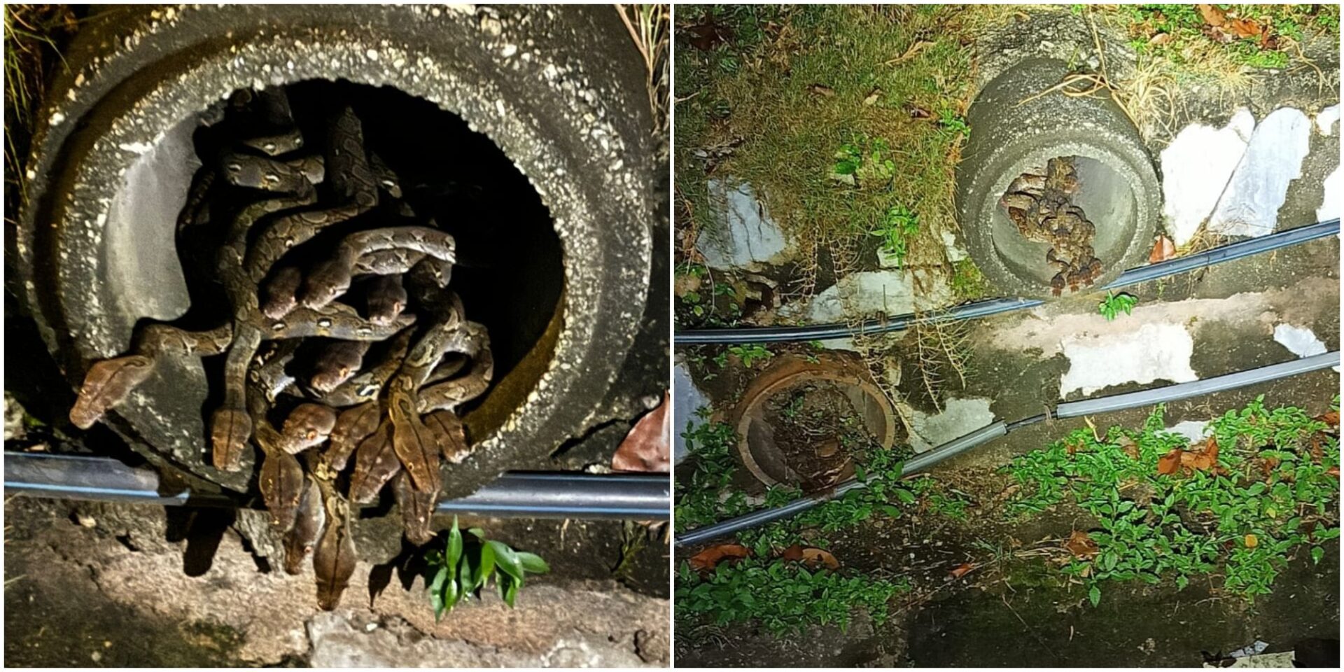 Snakes in a drain: Shah Alam firefighters net 29 baby reticulated pythons | Scoop