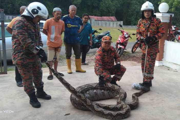 7-metre-long python captured after eating three goats in Kuala Krai | Scoop