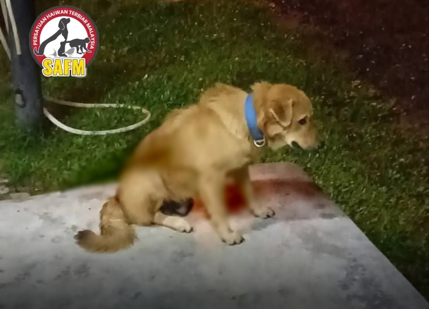 Animal rights advocates outraged after dog shot dead with arrow in ...