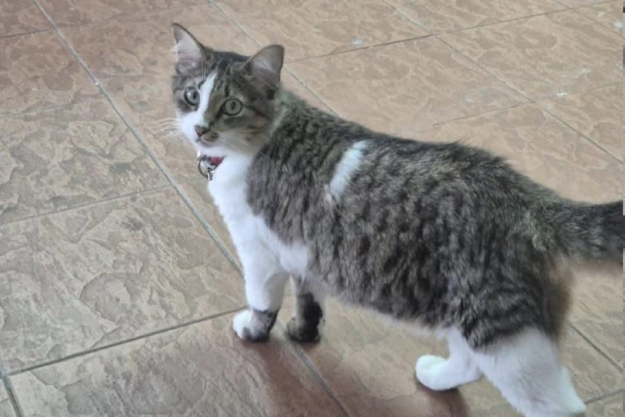 Kejam! Dua ekor kucing dibunuh, kaki dipotong manakala perut dibelah di ...