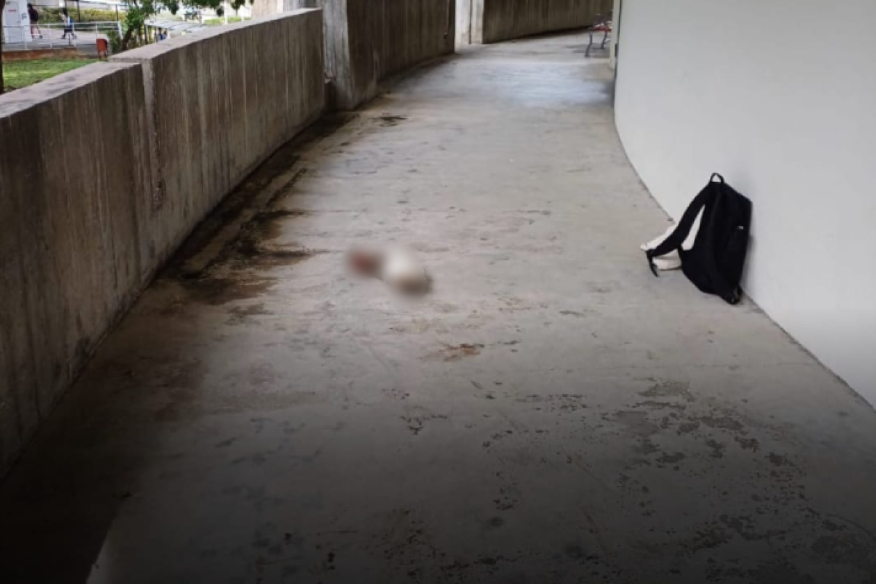 Kematian kucing di UM kemungkinan tindakan sengaja manusia: SAFM | Scoop