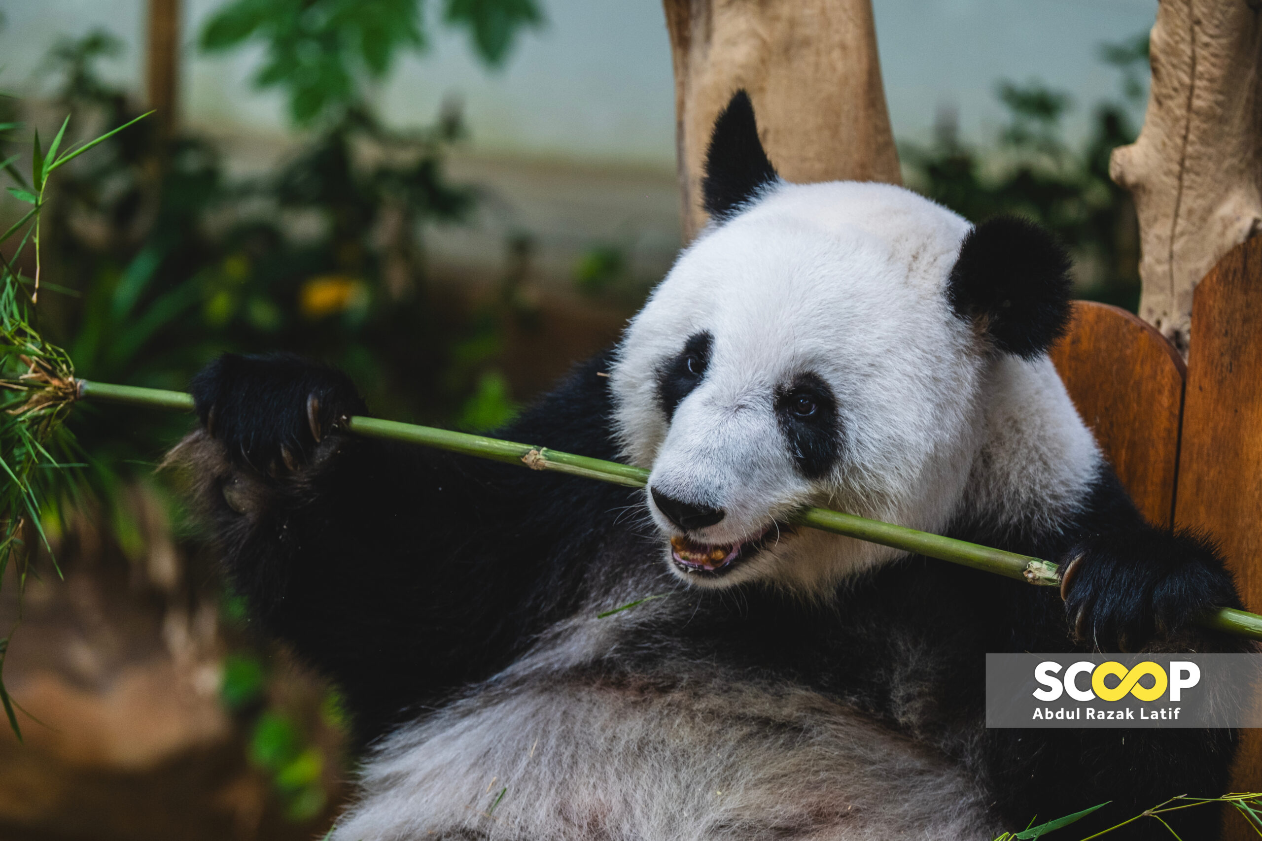 Malaysia extends panda diplomacy: Nik Nazmi confirms Zoo Negara to keep ...